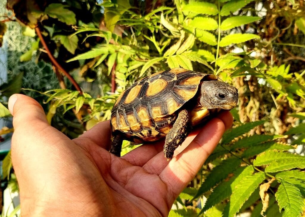 Żółw zawiasowy Kinixys belliana z 2017r. | Turtles.pl | Sklep ...