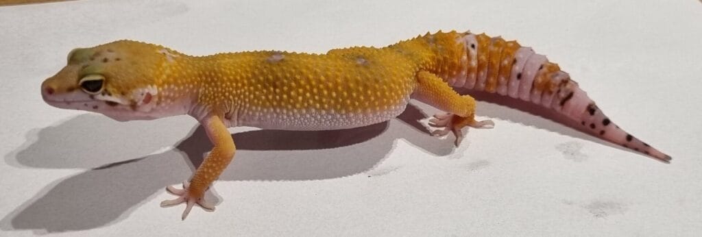 Gekon Lamparci Eublefar Superhypo Tangerine Raptor | Turtles.pl